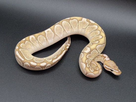Bamboo Ball Python by CV Exotics inc.