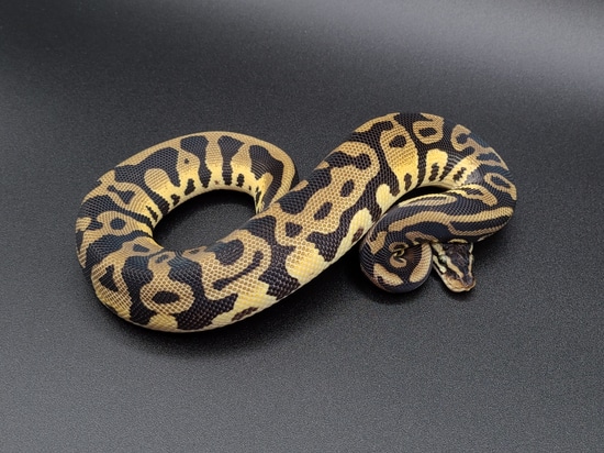 Leopard Pastel 100% Het Pied 100% Het Axanthic Ball Python by CV Exotics inc.