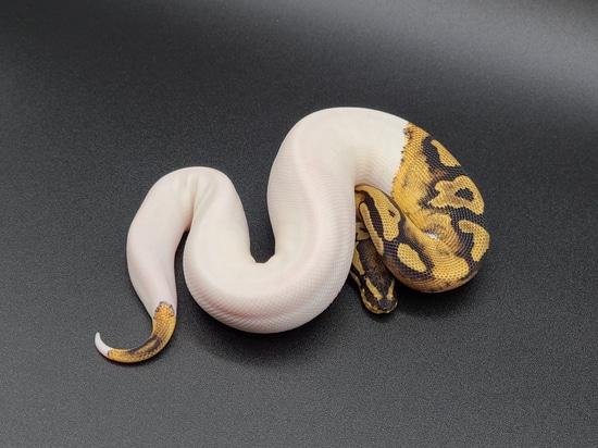 Pied Ball Python by CV Exotics inc.