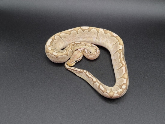 Bamboo Pastel Yellow Belly Ball Python by CV Exotics inc.