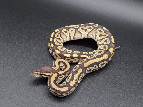 Mojave 100% Het Lavender Ball Python by CV Exotics inc.