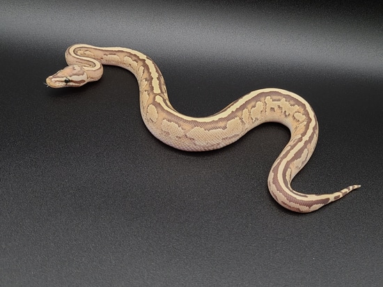 Disco Fire Ball Python by CV Exotics inc.