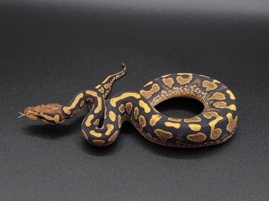 White Lace Yellow Belly Ball Python by CV Exotics inc.