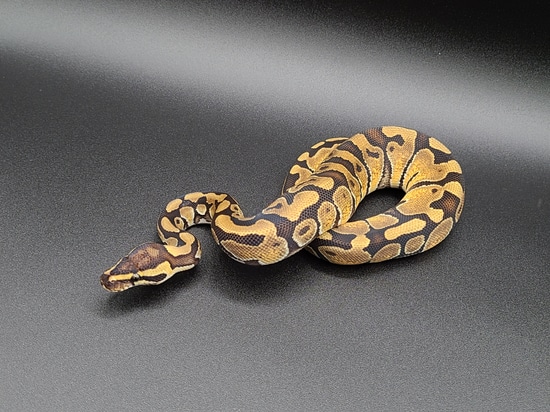 Enchi 100% Het Ghost Ball Python by CV Exotics inc.