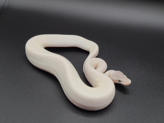 Super Mojave 100% Het Ghost Ball Python by CV Exotics inc.