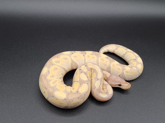 Banana Ball Python by CV Exotics inc.