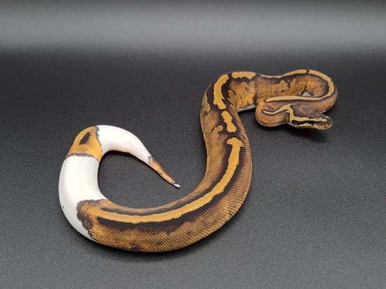 Pied Ball Python by CV Exotics inc.