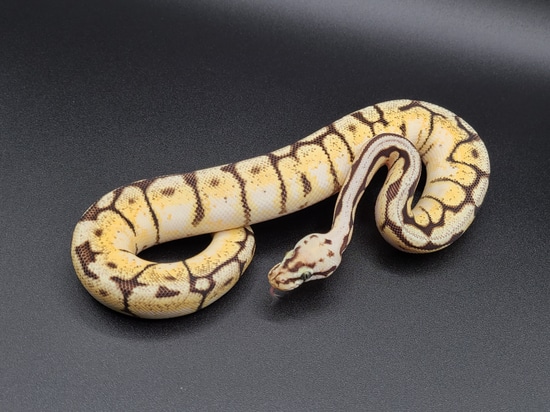 Bumble Bee Ball Python by CV Exotics inc.
