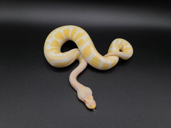 Albino Ball Python by CV Exotics inc.