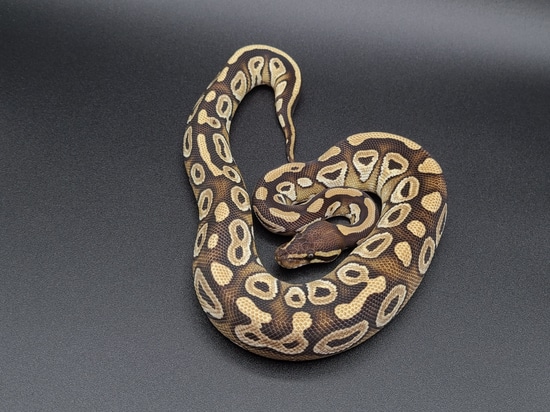 Mojave Ball Python by CV Exotics inc.