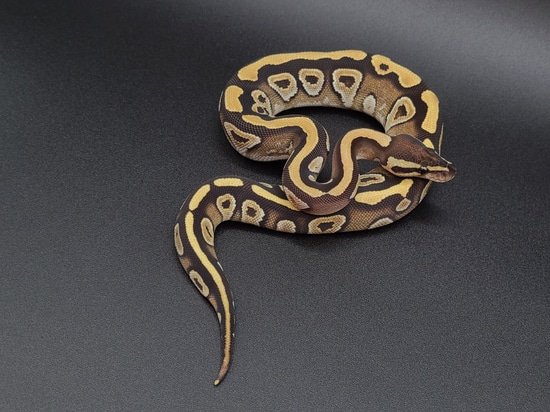 Mojave Ball Python by CV Exotics inc.