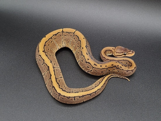Pinstripe 100% Het Pied Ball Python by CV Exotics inc.