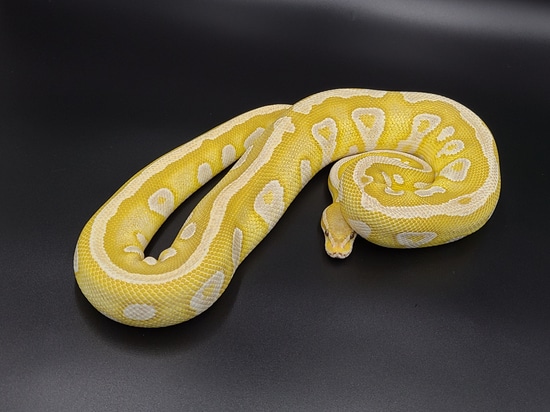 Caramel Mojave Ball Python by CV Exotics inc.