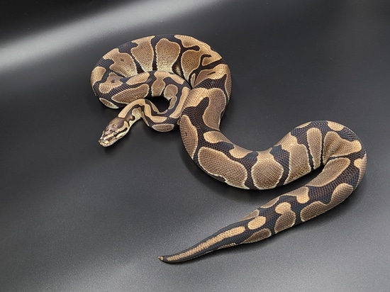 Scaleless Head 100% Het Axanthic Ball Python by CV Exotics inc.