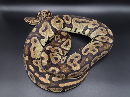 Pastel Ball Python by CV Exotics inc.