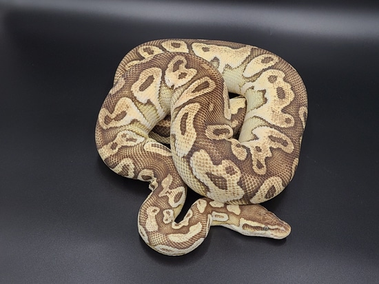 Pastel Lesser Ball Python by CV Exotics inc.