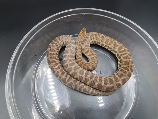 Stimson's Python by CV Exotics inc.