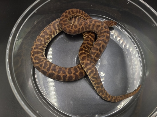 Stimson's Python by CV Exotics inc.