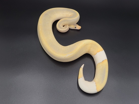 Mimosa 100% Het Pied Ball Python by CV Exotics inc.