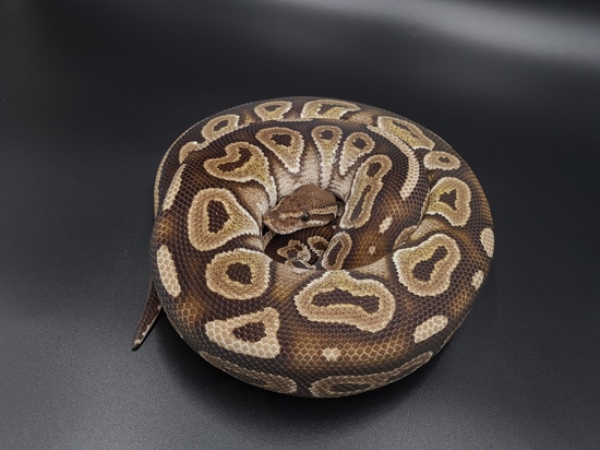 Black Pastel 100% Het Caramel Glow Ball Python by CV Exotics inc.