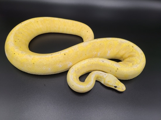 Banana Black Widow Granite Ball Python by CV Exotics inc.