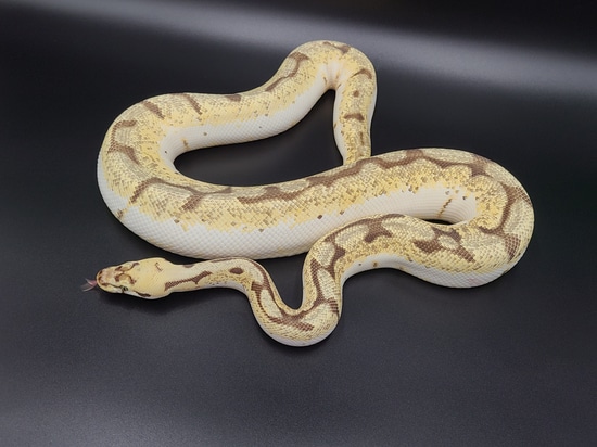 Enchi Bumblebee Jungle Woma Ball Python by CV Exotics inc.