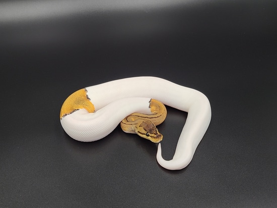 Pied Pinstripe Ball Python by CV Exotics inc.
