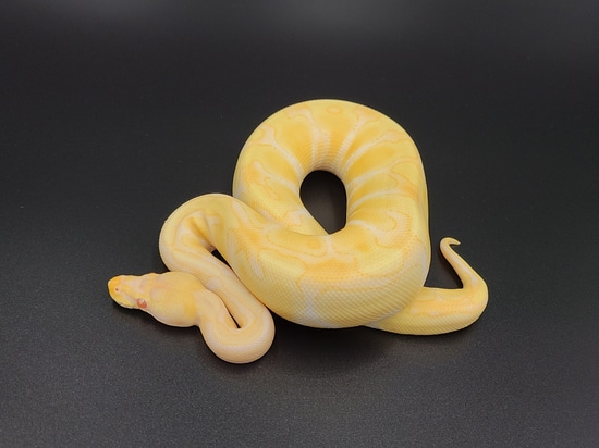 Albino Enchi Ball Python by CV Exotics inc.