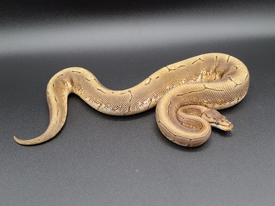 Spider Pinstripe Ball Python by CV Exotics inc.