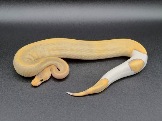Mimosa 100% Het Pied Ball Python by CV Exotics inc.