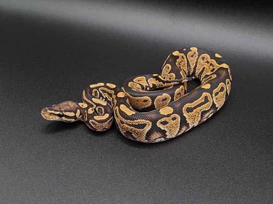 Lace Ball Python by CV Exotics inc.