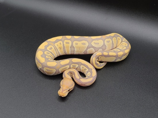 Caramel Glow Ball Python by CV Exotics inc.