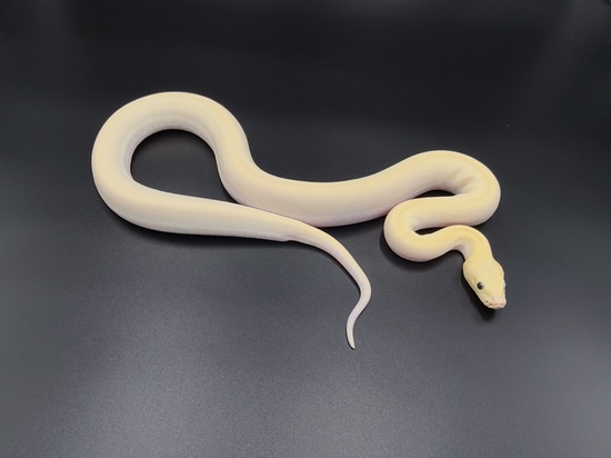 Ivory 100% Het Labyrinth 100% Het Granite 66% Het Albino Burmese Python ...
