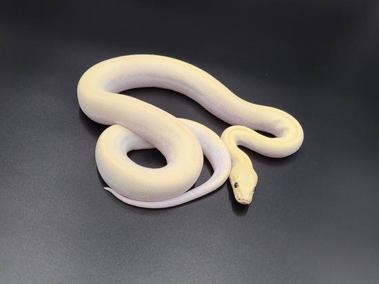 Ivory 100% Het Labyrinth 100% Het Granite 66% Het Albino Burmese Python by CV Exotics inc.