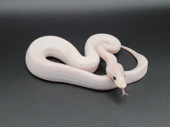 Ivory Ball Python by CV Exotics inc.
