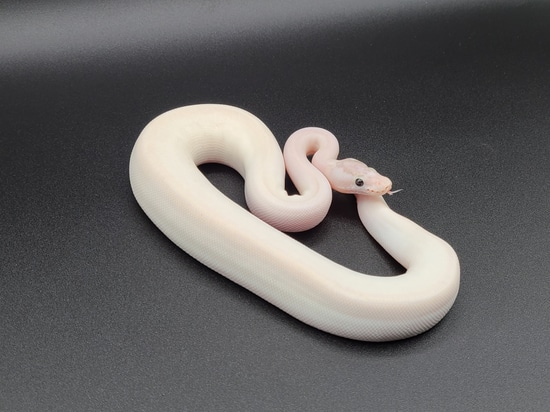 Ivory Ball Python by CV Exotics inc.
