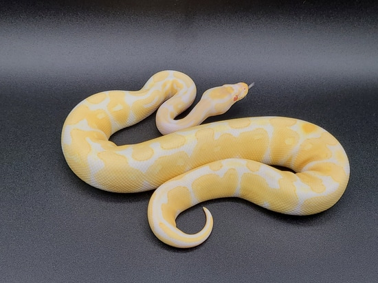 Albino Ball Python by CV Exotics inc.
