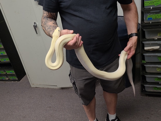 Ivory 100% Het Labyrinth Burmese Python by CV Exotics inc.