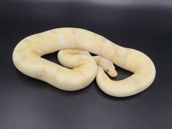 Candino (Peridox) Ball Python by CV Exotics inc.