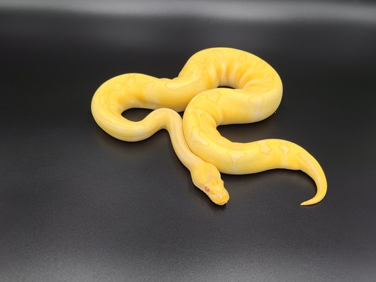 Enchi Albino Ball Python by CV Exotics inc.