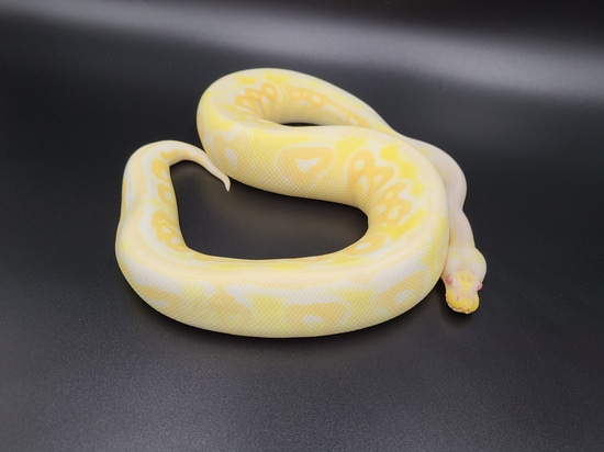 Albino Pewter Ball Python by CV Exotics inc.