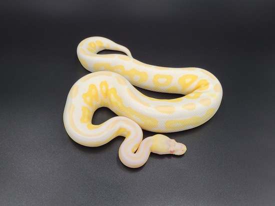 Albino Black Pastel Ball Python by CV Exotics inc.