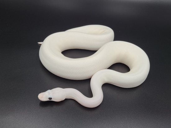 White Lace Super Fire Ball Python by CV Exotics inc.