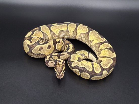 Lace Enchi Yellow Belly Ball Python by CV Exotics inc.