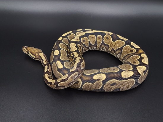 Lace Yellow Belly Ball Python by CV Exotics inc.
