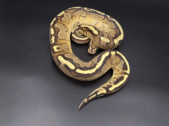 Fire Yellow Belly Ball Python by CV Exotics inc.