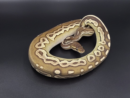 Mojave Cinnamon 100% Het Caramel Ball Python by CV Exotics inc.