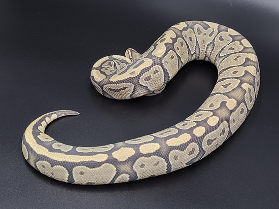 Ghost 100% Het Pied Ball Python by CV Exotics inc.
