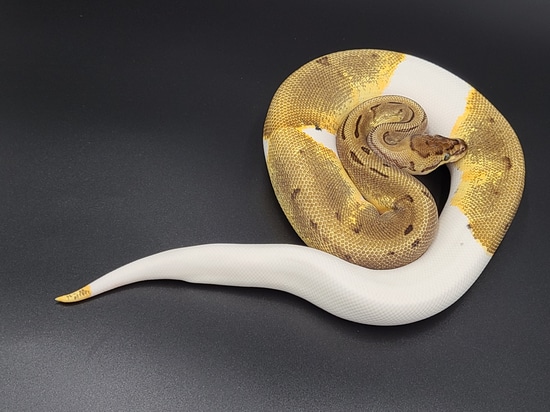 Pied Leopard Pinstripe Ball Python by CV Exotics inc.