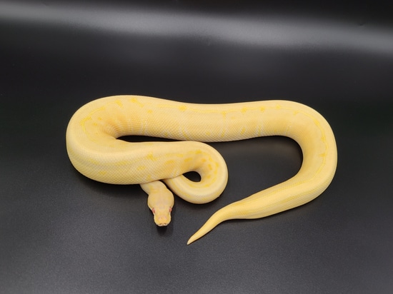 Albino Pinstripe Ball Python by CV Exotics inc.